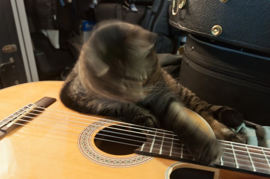 Do Cats Like Classical Guitar | Insights Of Musical Instruments