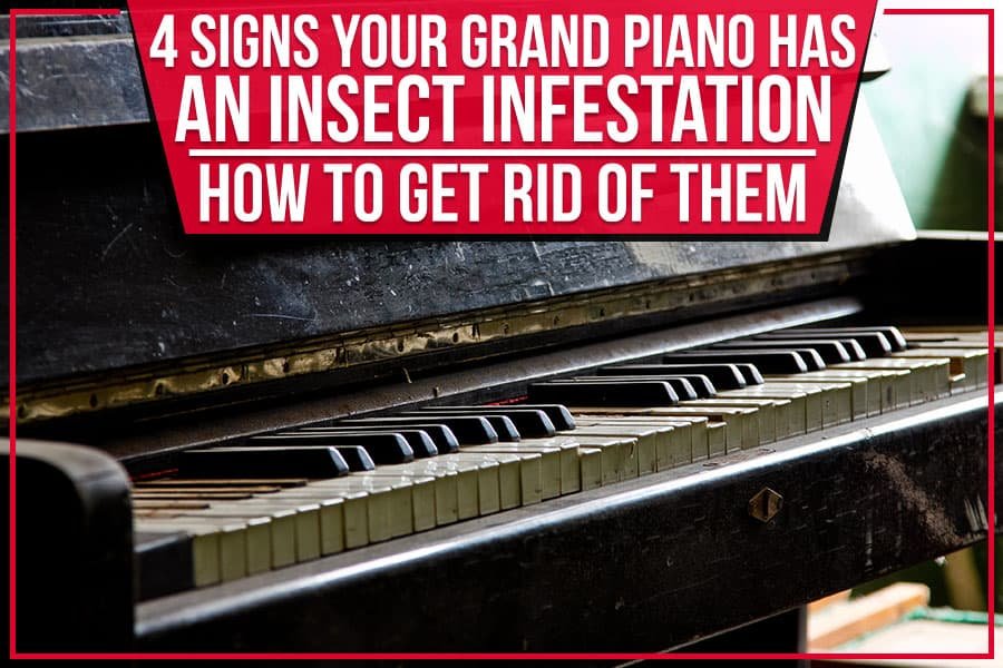 Can A Piano Get Bed Bugs | INS.