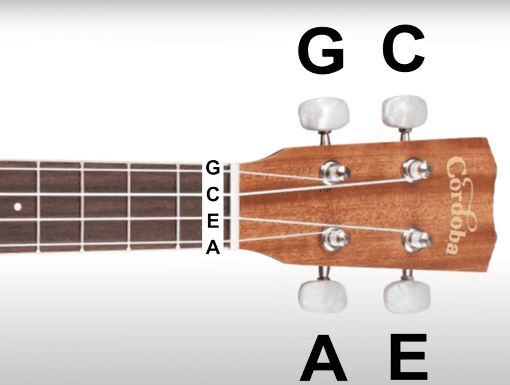 How Are Ukuleles Tuned | Insights Of Musical Instruments